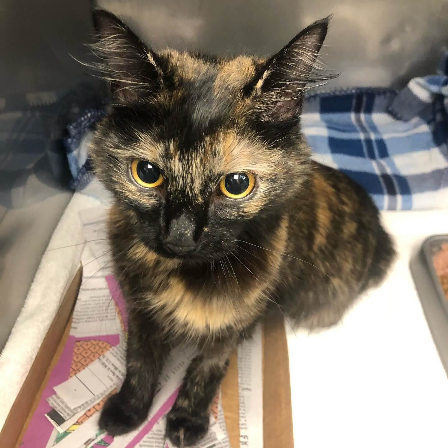 Medical Observation Form | East Rockaway Veterinary Hospital